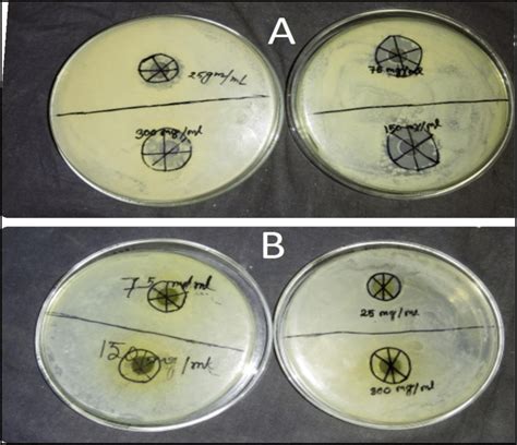 A Antibacterial Activity Of Ethyl Acetate Extract On Salmonella