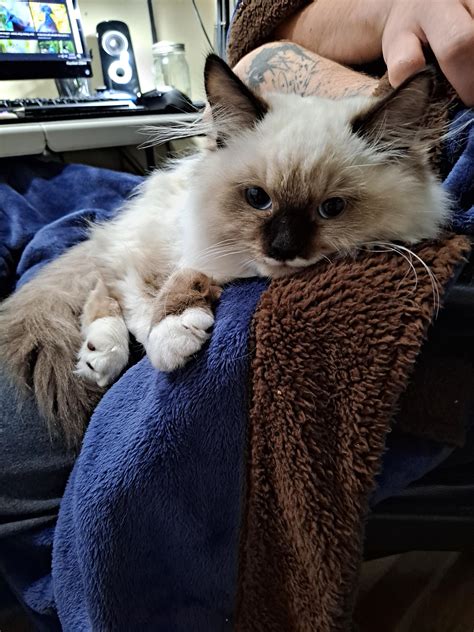 Everyone Minnie Minnie Everyone Scrolller