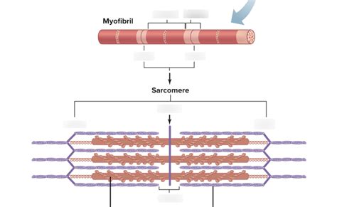 PCS Midterm 1 Diagram Quizlet