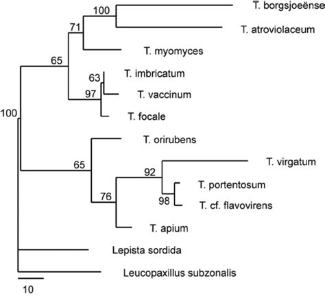 The Single Most Parsimonious Tree From The Phylogenetic Analysis