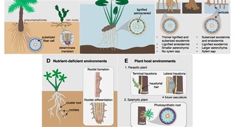 When Form Fits Function The Value Of Root Diversity To Survival Plantae