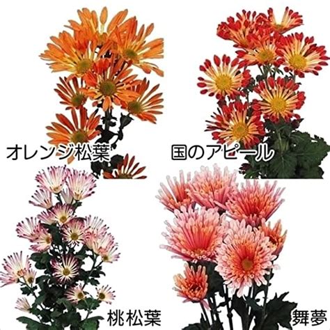 Amazon 菊苗 小菊 松葉菊セット 4種4株 国華園 23年春商品 花