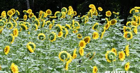 화보 해바라기로 가득 찬 입추