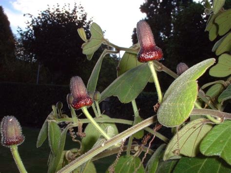 Passiflora Bogotensis Passiflora Online