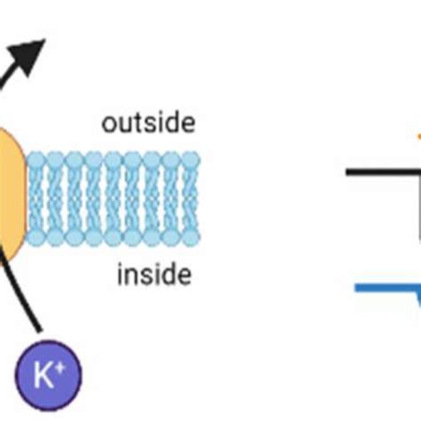 Simplified Representation Graph Of A Hyperpolarization Activated Cyclic