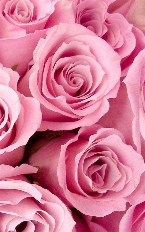 𝑬𝑺𝑻𝑬𝑭𝑨𝑵𝑰𝑨♥️ On Twitter Pink Flowers Wallpaper Flower Wallpaper