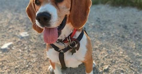 It S My Dooog Album On Imgur