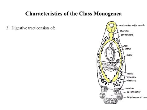 Introduction To Trematodes Ppt