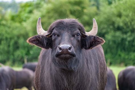 Bison Vs Buffalo The Truth About Their Differences Rural Living Today