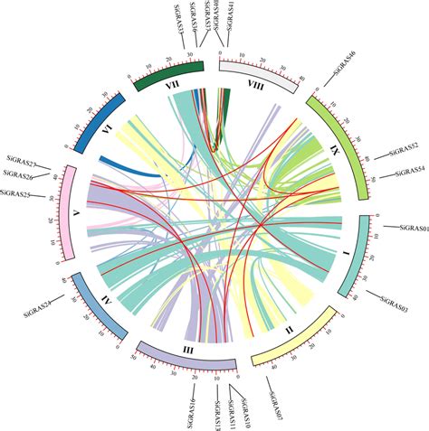 Schematic Representations Of The Chromosomal Distribution And Segmental Download Scientific