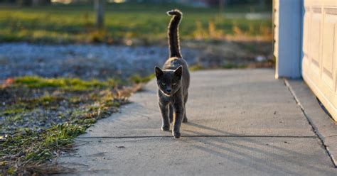 Decoding Cat Tail Behavior What That Swishing Means Pawtracks
