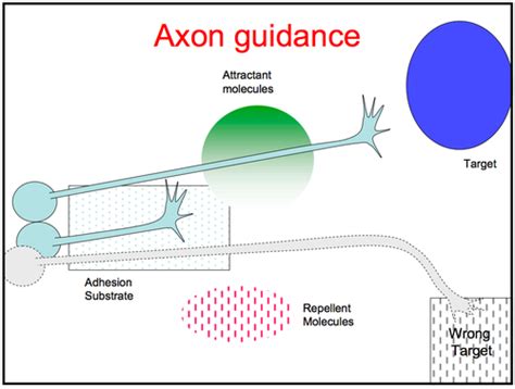 Axonal Outgrowth And Synapse Formation In The Developing Nervous System Axon Guidance