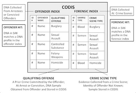 Overview Of The Structure Of Codis Combined Dna Index System