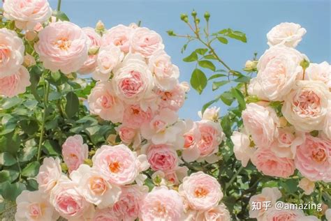 好看的高清电脑壁纸~ 知乎