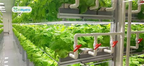 Hydroponics Crops Inhydro