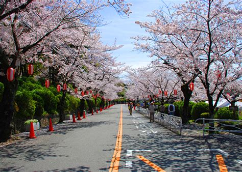 Locals Recommend 10 Favorite Places For Cherry Blossoms In Osaka Map