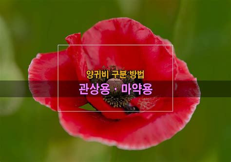 관상용ㆍ마약용 양귀비 구분 방법 알아보기