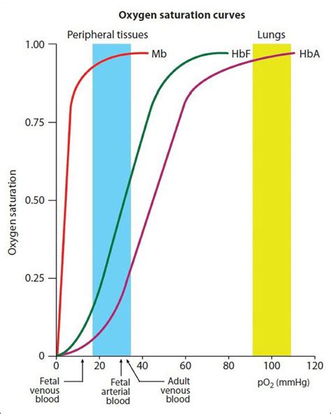 6 Hemoglobin And Myoglobin Basicmedical Key
