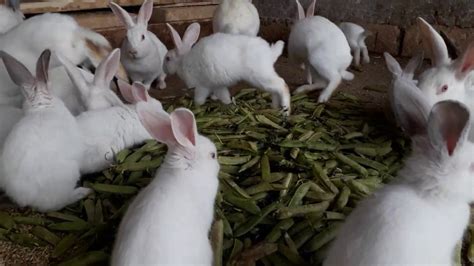 ارانب تكسب مال كثيراااا وبسرعه كبيره Youtube