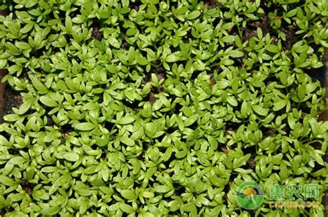 西洋菜的种植时间和方法 农技学堂 惠农网