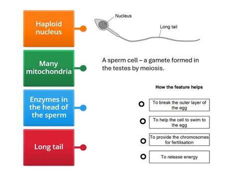 Adaptations Of A Sperm Cell Labelled Diagram