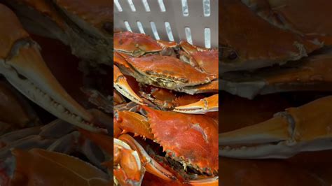 Male Crab Sizes Standard Large And Jumbo Assorting Crabs For