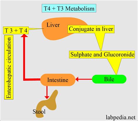 Thyroid Part 1 Thyroid Function Tests Thyroid Hormones T4 T3 Tsh