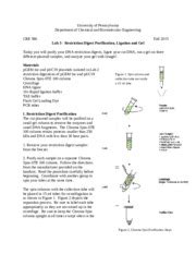 3 Lab 3 Restriction Digest Ligation And Gel University Of Pennsylvania Department Of Chemical