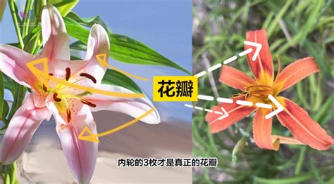 中国的母亲花原来不是康乃馨而是它 知乎