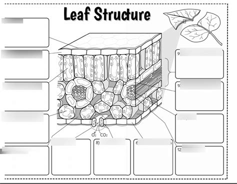 Honors Biology Unit 7 Test Diagram Quizlet