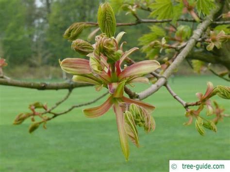 Norway Maple Acer Platanoides