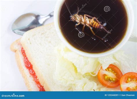 Roach Sleeping Dead In A Cup Of Coffee The Problem In The House