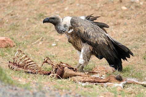 Avvoltoi Gli Spazzini Della Natura Che Mantengono Salubri Gli Ambienti