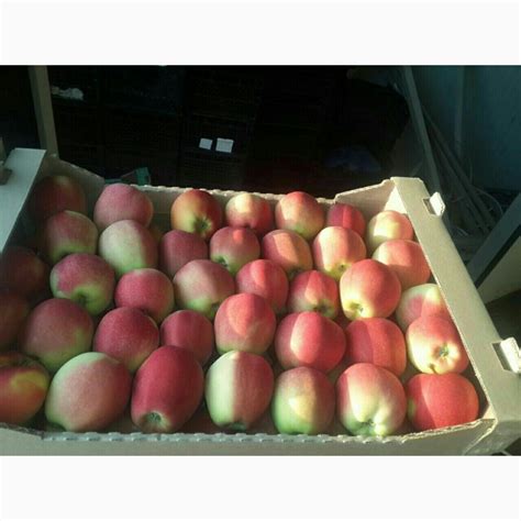 Продам купить яблоки оптом от производителя 41 50 руб кг Республика Башкортостан — Agro Russia