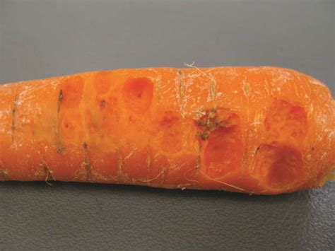 Harvest And Postharvest Techniques To Prevent Bacterial Soft Rot In Vegetables Growing Produce