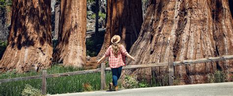 Mariposa Grove 📍 Mariposa Grove Yosemite National Park In Case You