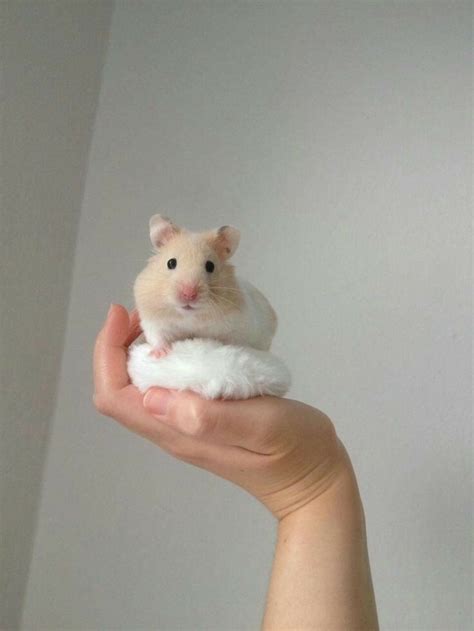 와새해 복 많이 받으세요 개9