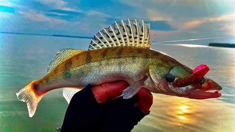 Поиски судака и окуня на водохранилище Youtube