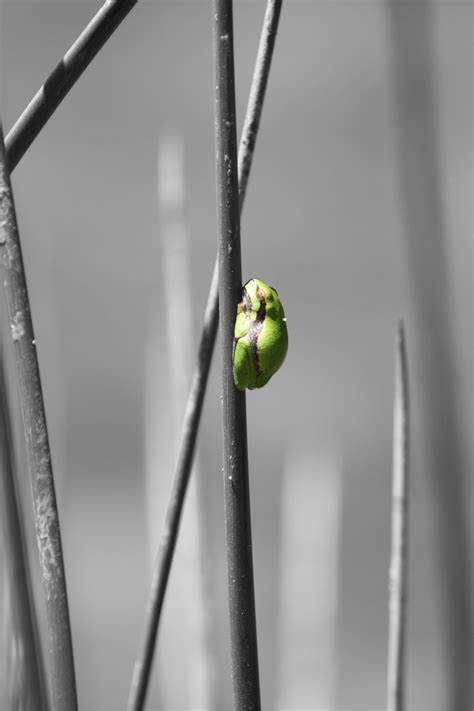무료 이미지 분기 검정색과 흰색 들 사진술 잎 꽃 갈대 프랑스 녹색 개구리 검은 단색화 작은 가지 닫다 수분 매크로 사진 흑백 사진 식물