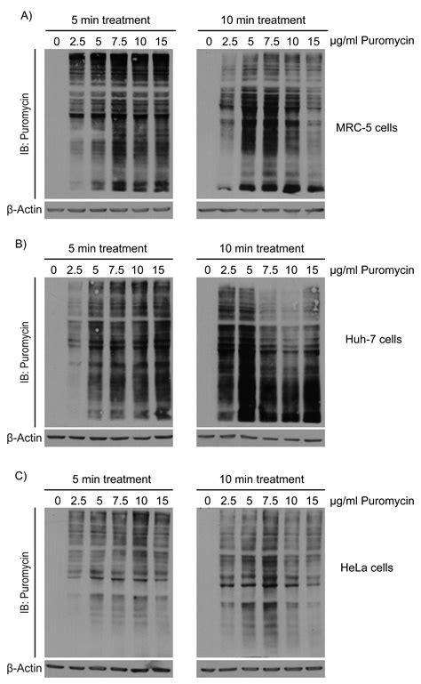 Quantitative Immunofluorescence To Measure Global Localized Translation Protocol