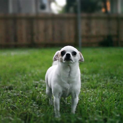Funny Cute Animated Dog S At Best Animations