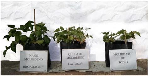 Application Of Molybdenum Nanofertilizer On The Nitrogen Use Efficiency