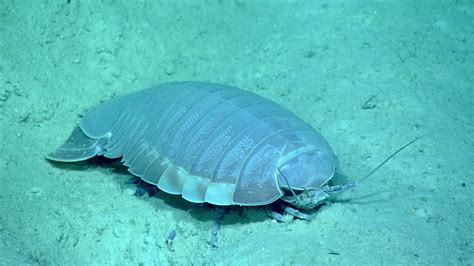 Giant Isopod Noaa Ocean Exploration