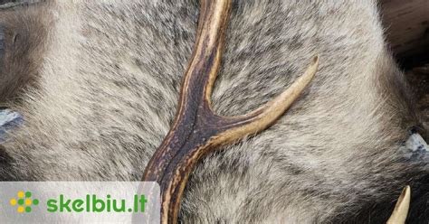 Elnio Ragas Skelbiult