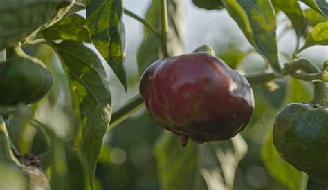 Cherrybell® Leathams