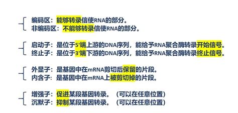 启动子、外显子、内含子：基因转录的秘密