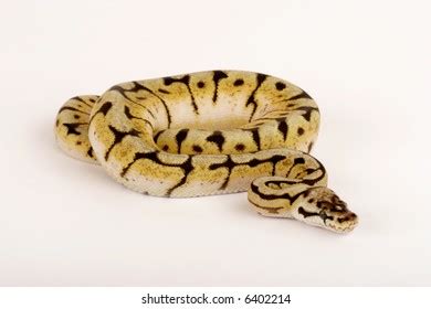 Bumblebee Python Python Regius Stock Photo Edit Now 6402214