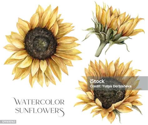 해바라기와 잎이 있는 수채화 가을 세트 흰색 배경에 고립 된 손으로 그린 소박한 카드 디자인 인쇄 직물 또는 배경에 대한 플로럴