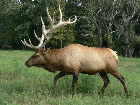 Elk Pictures Elk Hunting Elk Photo