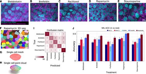 Geometric Deep Learning And Multiple Instance Learning For 3d Cell Shape Profiling Cell Systems